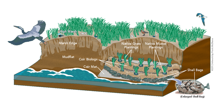 Coastal Wetland Protection | The Climate Tech Handbook
